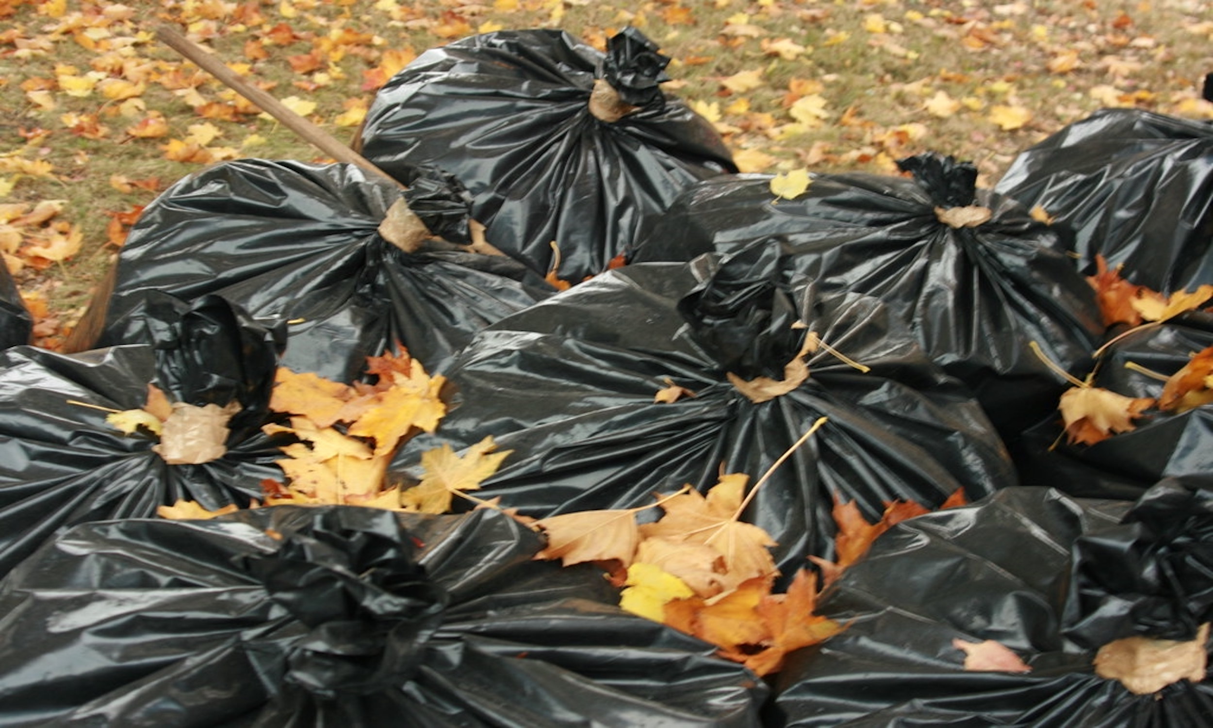 Annual Leaf Pickup 2022 | Riverside Disposal and Recycling