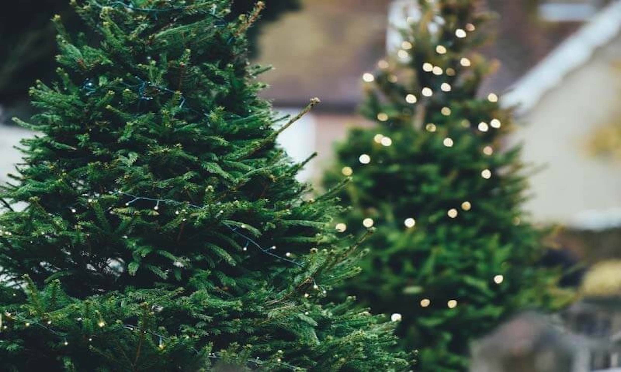 Annual Christmas Tree Pickup 2025 | Riverside Disposal and Recycling